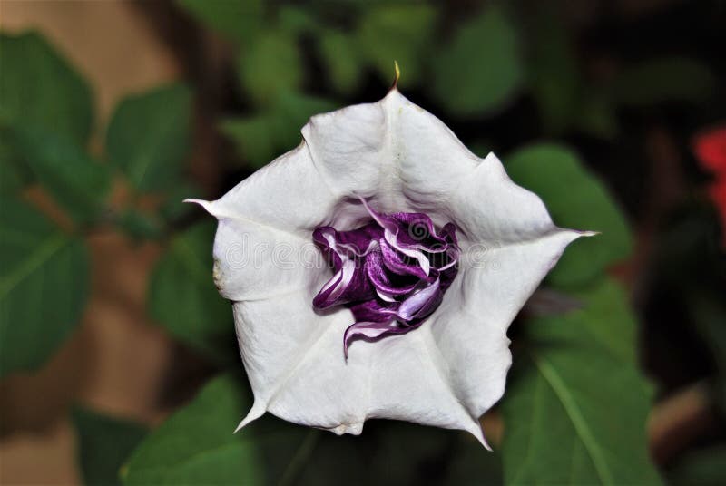 Flor bicolor foto de archivo. Imagen de macizo, flores - 90677760