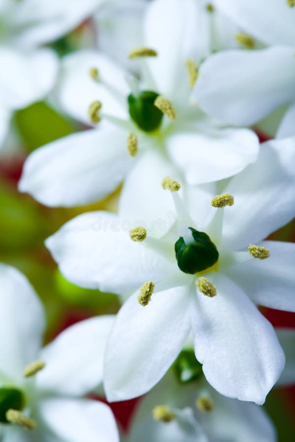 Flor blanca foto de archivo. Imagen de romance, blanco - 2035518