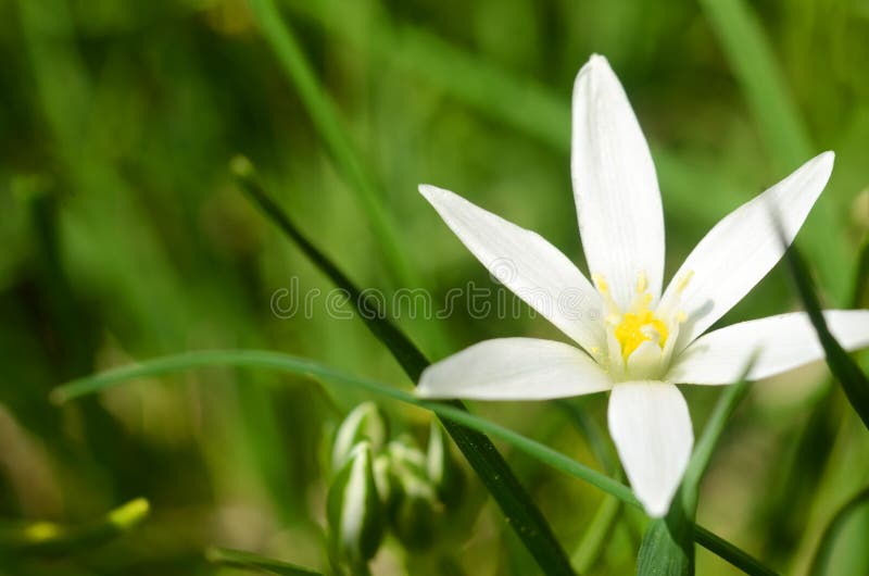 Flor blanca imagen de archivo. Imagen de resorte, flores - 24606459