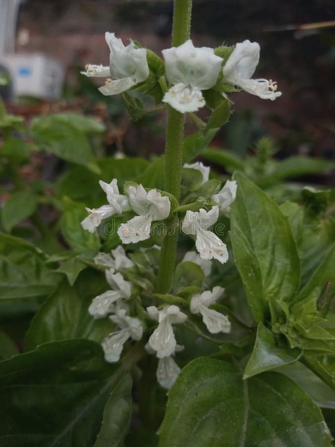 Flor blanca albahaca foto de archivo. Imagen de planta - 225566504