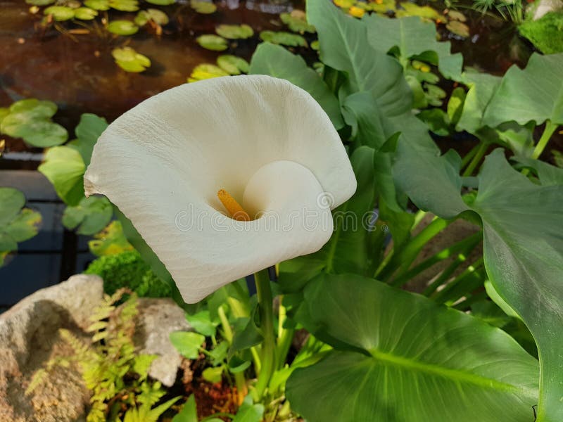 Alcatraz blanco imagen de archivo. Imagen de flor, blanco - 96784531