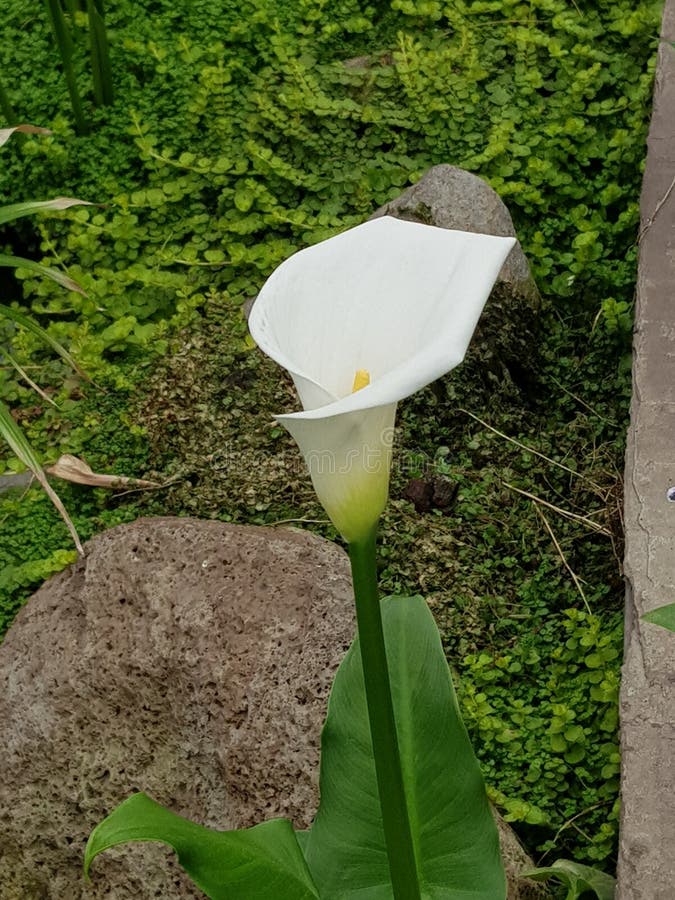 Flor Blanca De Alcatraz En Jardín Imagen de archivo - Imagen de ...