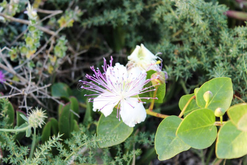 Flor Blanca De La Alcaparra Foto de archivo - Imagen de alcaparras ...