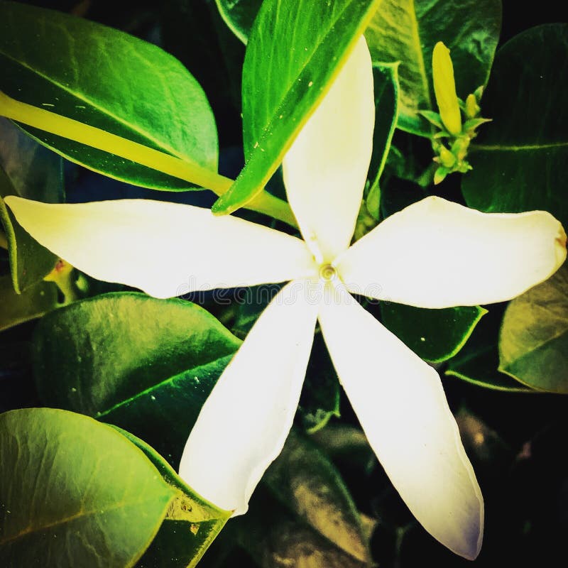 Flor blanca de la Florida imagen de archivo. Imagen de flor - 69442723
