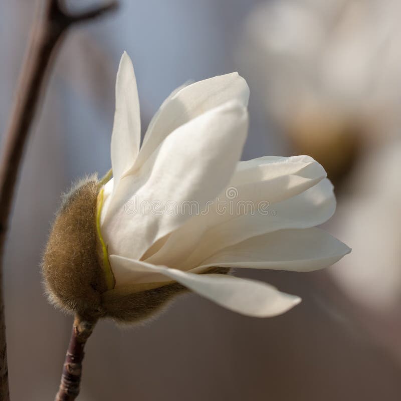 Flor de magnolia blanca foto de archivo. Imagen de magnolia - 31257344