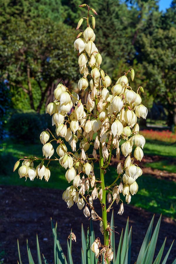 Flor Blanca De La Yuca De La Planta Foto de archivo - Imagen de flor ...