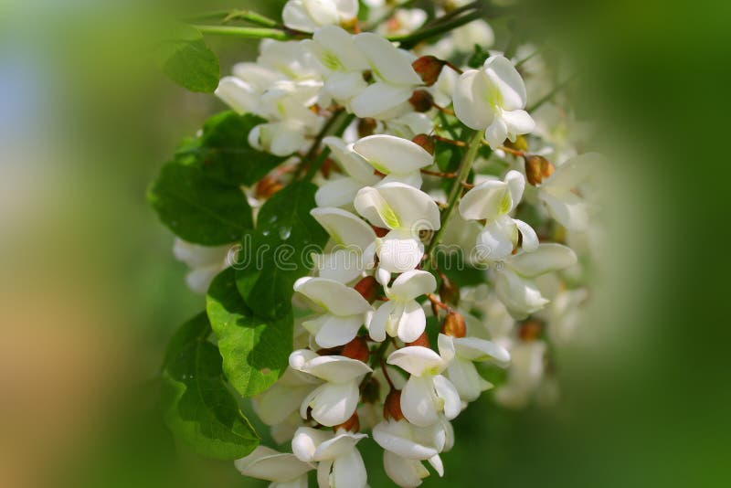 Flor blanca del acacia foto de archivo. Imagen de vibrante - 35258304