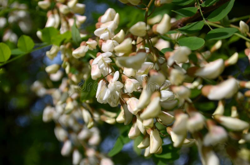 Flor blanca del acacia foto de archivo. Imagen de néctar - 48108296