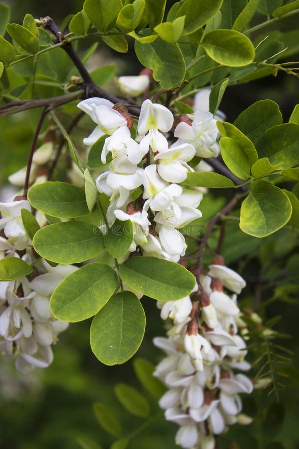 187 Flor Blanca Del Acacia Fotos de stock - Fotos libres de regalías de ...