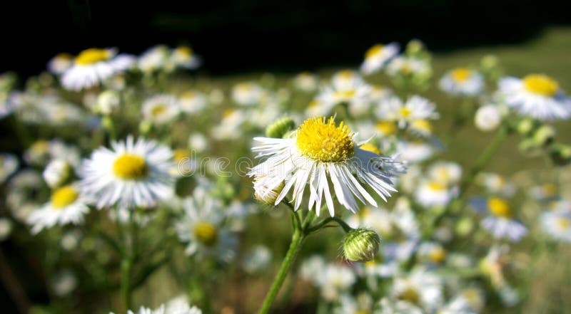 Macro Del Aster De La Flor Blanca Imagen de archivo - Imagen de resorte ...