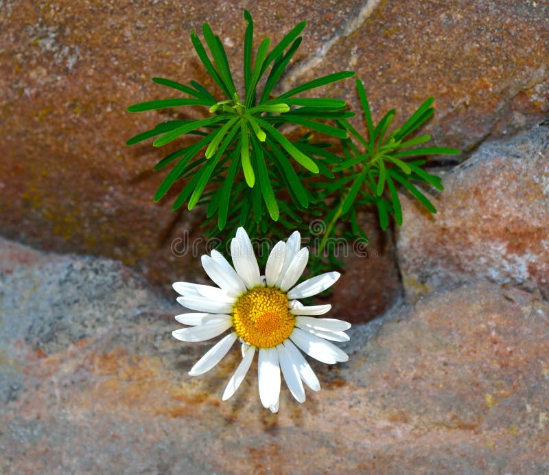 Flor blanca en roca foto de archivo. Imagen de hojea - 36572576