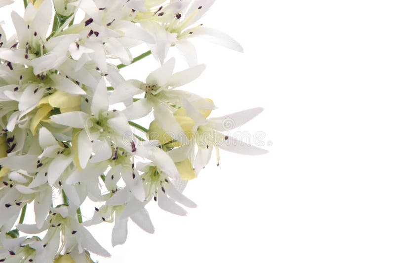 Flor Blanca Hermosa Aislada En Blanco Imagen de archivo - Imagen de ...