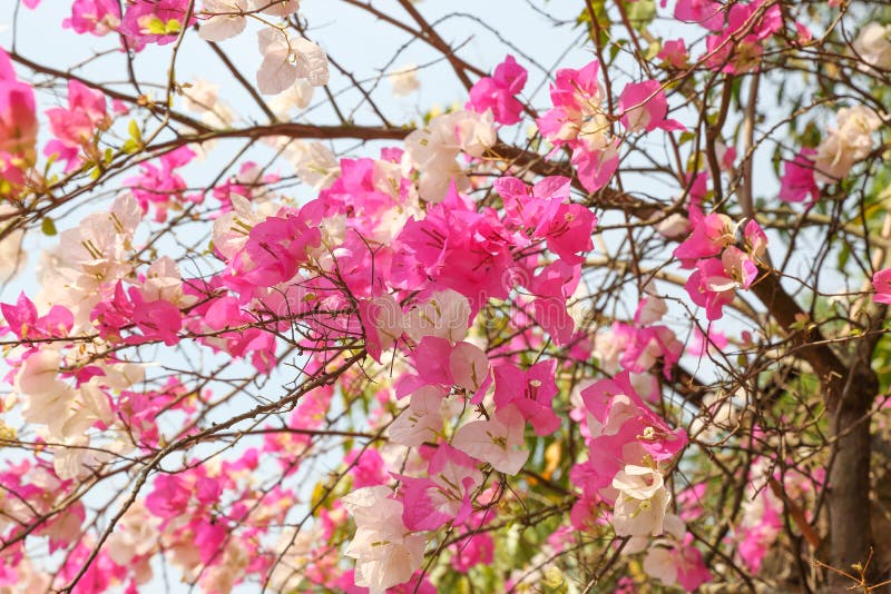 Flor Blanca Púrpura De La Buganvilla Foto de archivo - Imagen de ...
