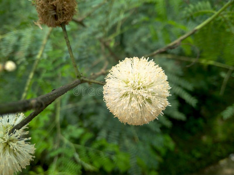 Flor blanca redonda foto de archivo. Imagen de hierba - 188854838