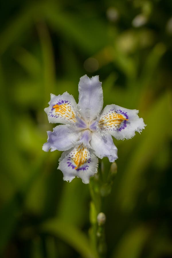 Flor Blanca, Violeta Y Amarilla Imagen de archivo - Imagen de blanco ...