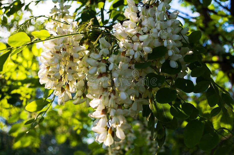 Flor blanco del acacia imagen de archivo. Imagen de pista - 81338161