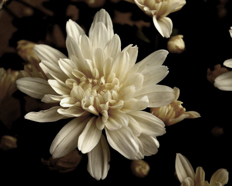 Flor branca antiga imagem de stock. Imagem de consideravelmente - 35538219