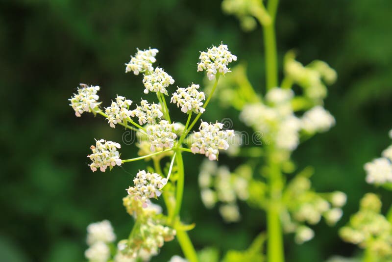 Flor branca da cicuta imagem de stock. Imagem de cicuta - 71920809