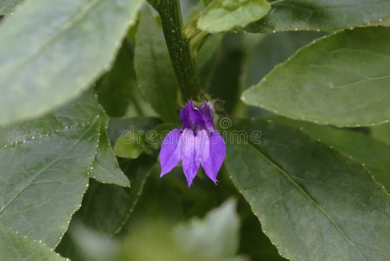 Dos Flores Cardinales O Cardinales De Lobelia Cardinalis Floridas Con ...