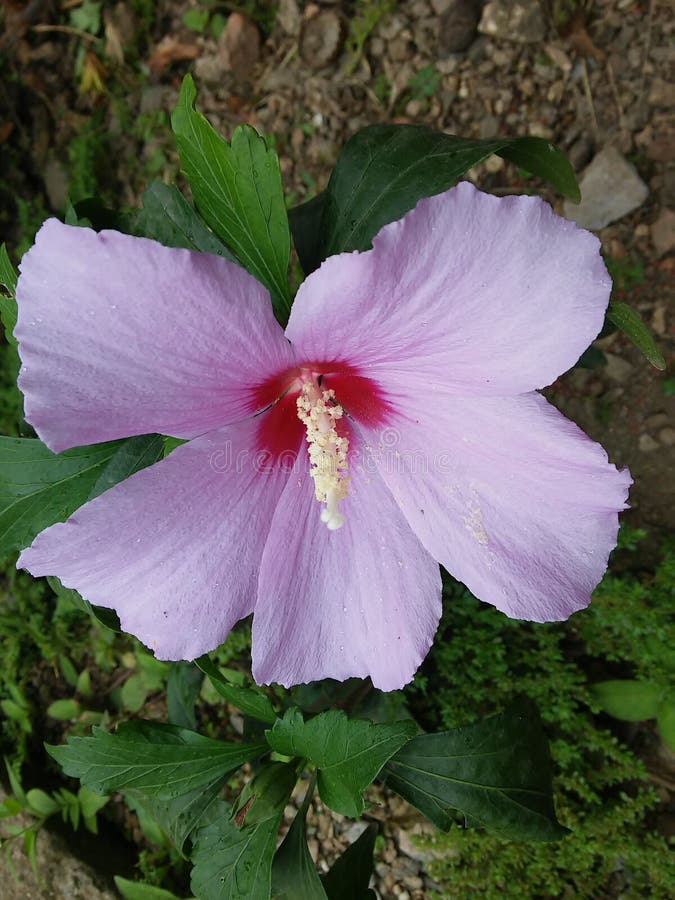 Flor Cayena Rosa Claro Palido Stock Photo - Image of palido, centro ...