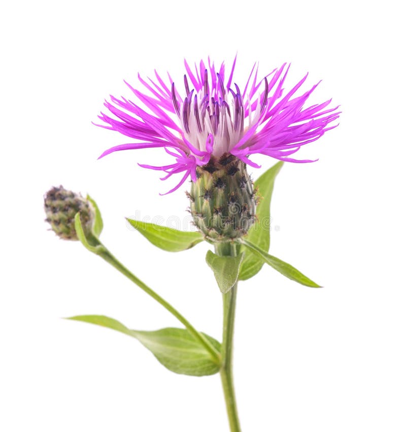 Flor centaurea rosa foto de archivo. Imagen de estrella - 251800412