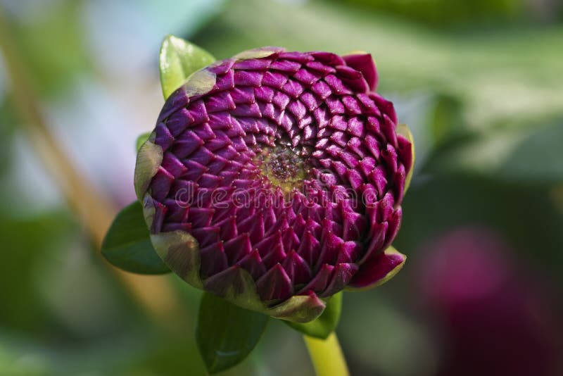 imágenes comunes del Flor Cerrada - los derechos de la transferencia ...