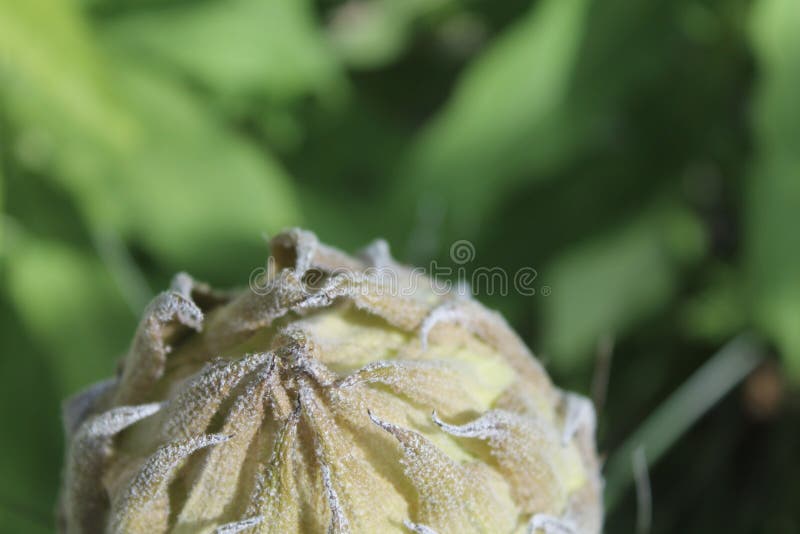 Flor cerrada del brote foto de archivo. Imagen de flores - 98163312