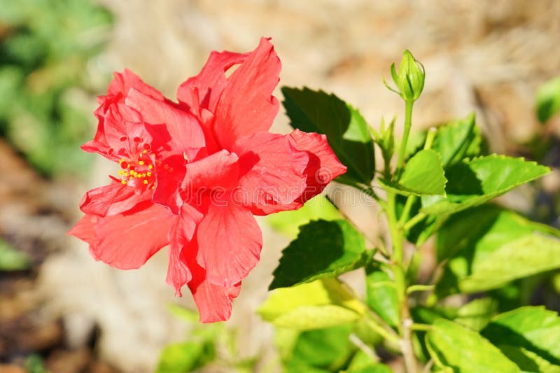 Flor China Roja Del Hibisco Foto de archivo - Imagen de sabido, palma ...