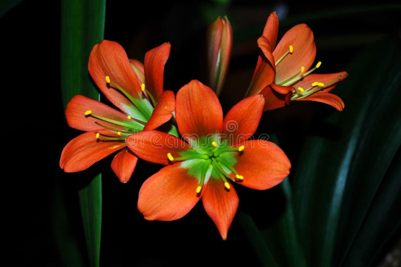 Flor Clivia Miniata foto de stock. Imagem de folha, escuro - 1284828