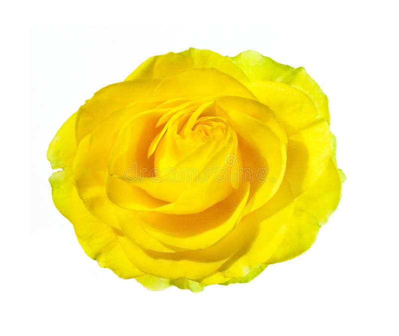 Flor Color De Rosa Del Amarillo En Blanco Imagen de archivo - Imagen de ...