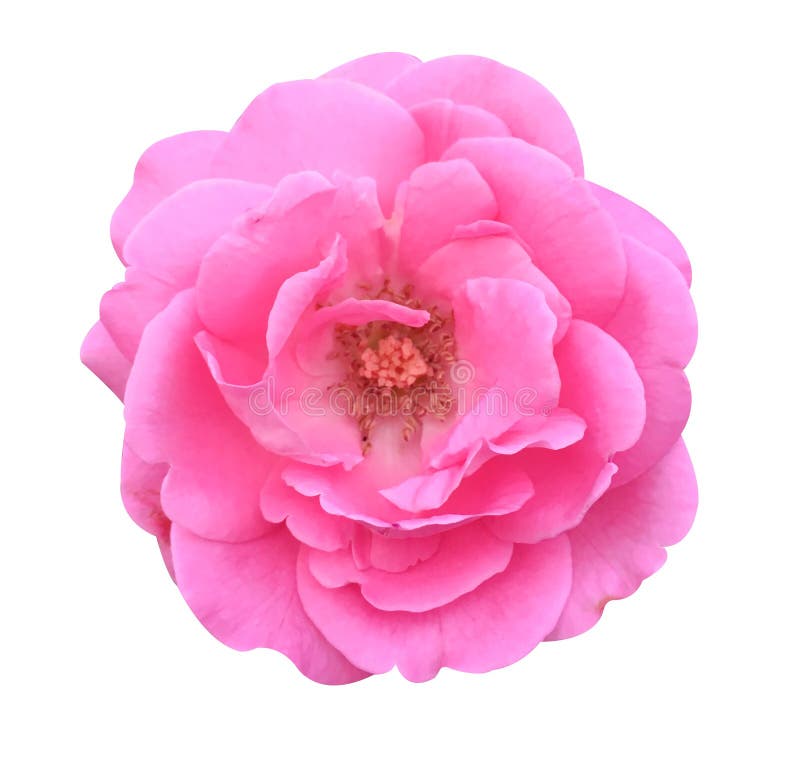 Flor Color De Rosa Del Damasco Rosado Imagen de archivo - Imagen de ...