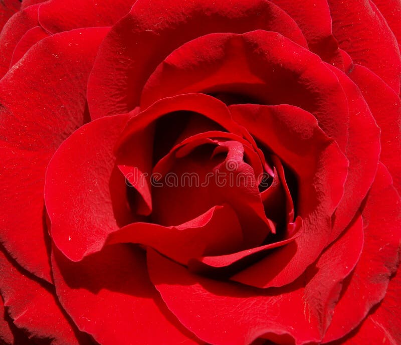 Flor Color De Rosa Del Rojo Foto de archivo - Imagen de aislado, brote ...