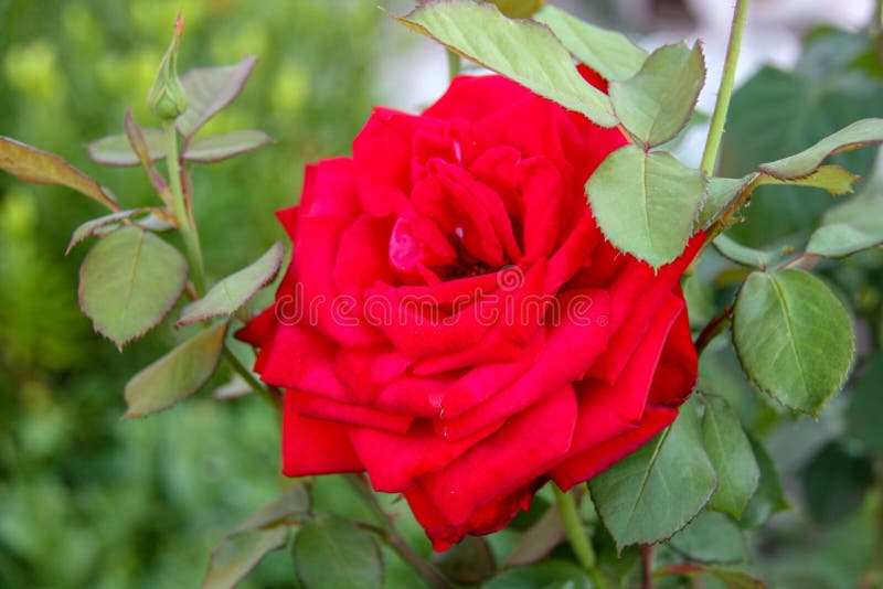 Flor color de rosa hermosa foto de archivo. Imagen de pintoresco ...