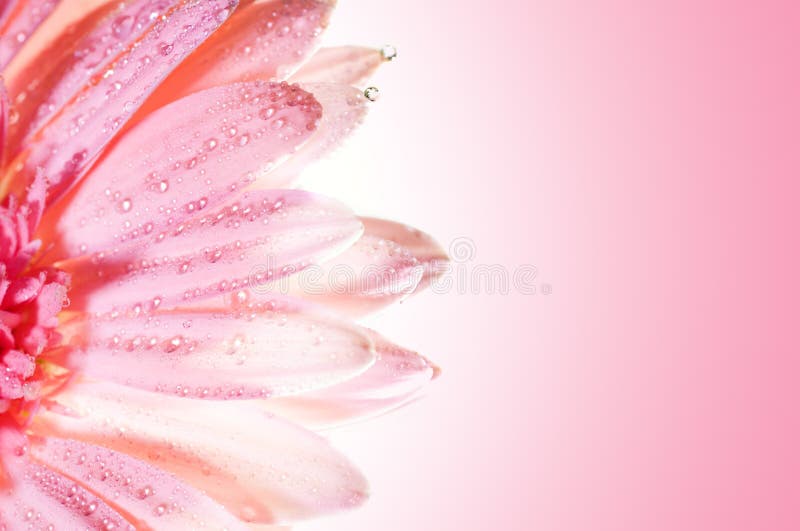 Flor color de rosa hermosa foto de archivo. Imagen de travieso - 3650978