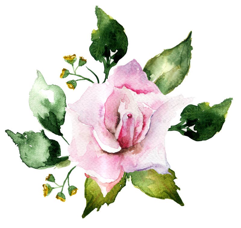 Flor color de rosa hermosa stock de ilustración. Ilustración de ...