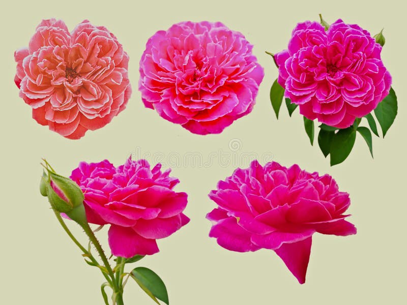 Flor Color De Rosa Hermosa Aislada En Blanco Imagen de archivo - Imagen ...