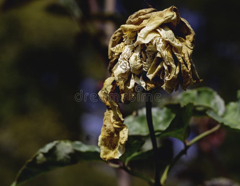 Flor Color De Rosa Marchitada Foto de archivo - Imagen de marchitado ...