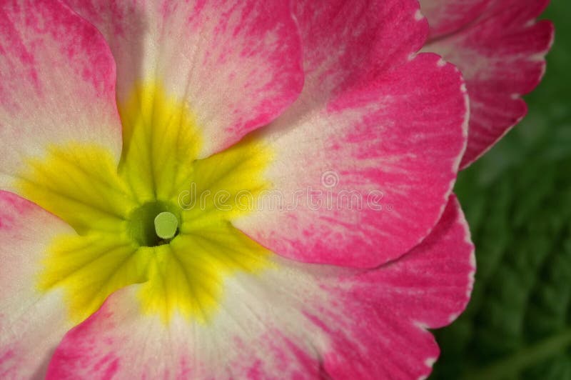 Flor colorida imagen de archivo. Imagen de hermoso, primavera - 1918731