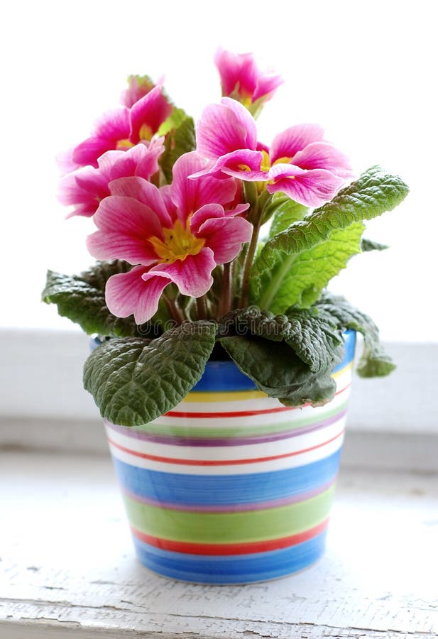 Flor colorida en jaula foto de archivo. Imagen de adornado - 16963948