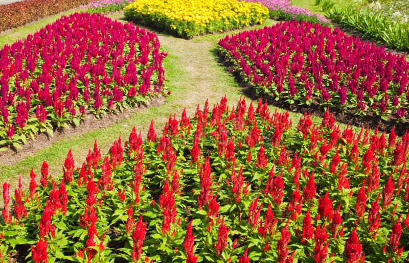 Flor colorida imagen de archivo. Imagen de hoja, flora - 22436681
