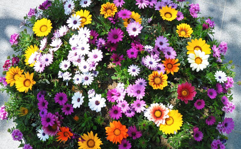 Flor colorida foto de archivo. Imagen de colorido, asoleado - 40893024