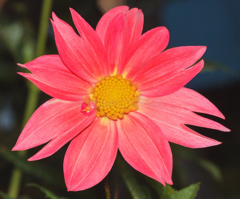 Flor colorida foto de stock. Imagem de isolado, mola - 67130302