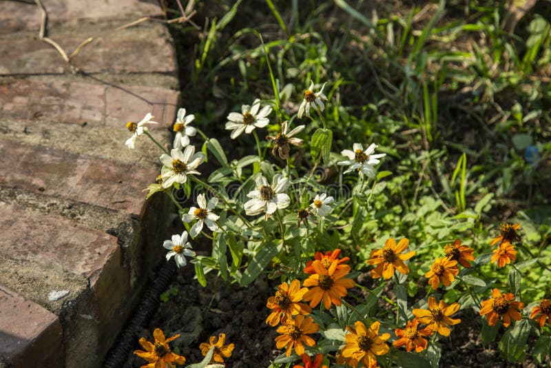 Flor Colorida Con Fondo Verde 02 Foto de archivo - Imagen de belleza ...