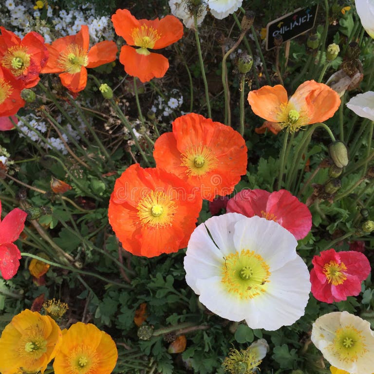 Flor colorida do ópio imagem de stock. Imagem de felicidade - 73199501