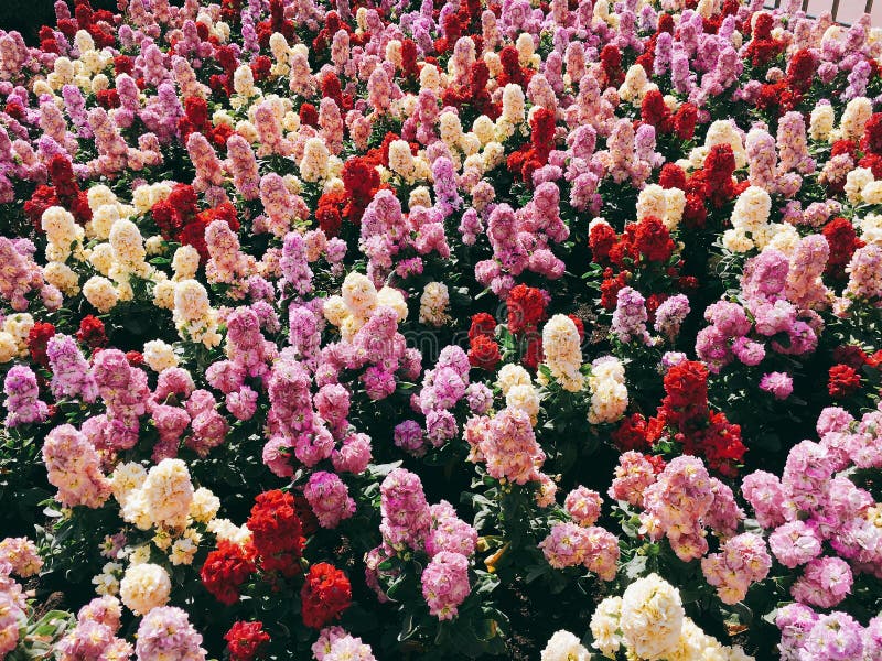 Flor colorida imagen de archivo. Imagen de dulce, plantas - 186549483