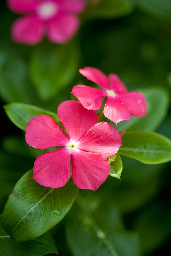 Flor colorida en el jardín imagen de archivo. Imagen de jardines - 4166059