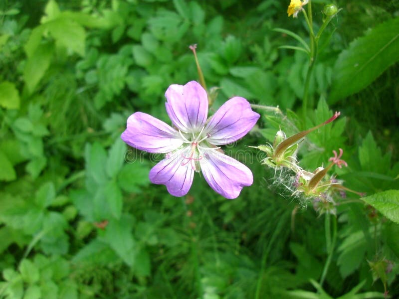 Flor com cinco pétalas foto de stock. Imagem de nave - 76907856