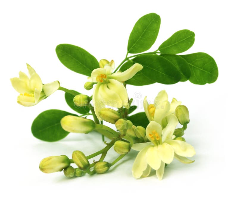 Plantaciones De Sojne Tree Moringa Oleifera Imagen de archivo - Imagen ...