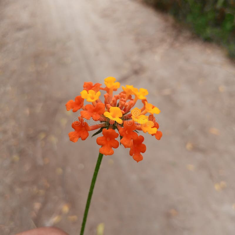 Flor completa de color foto de archivo. Imagen de planta - 193512652