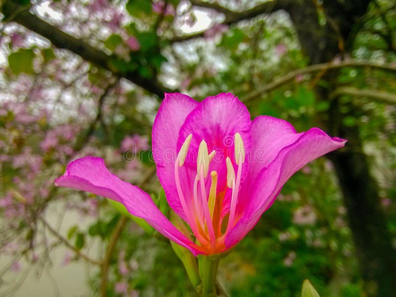 Flor Completa De Flores Vermelhas Foto de Stock - Imagem de flores ...